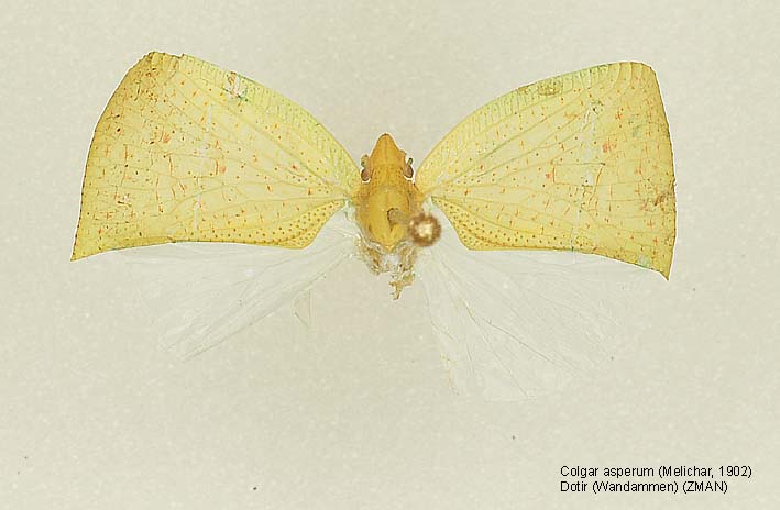 Papua Insects Foundation (Hemiptera/Auchenorrhyncha/leafhopper ...